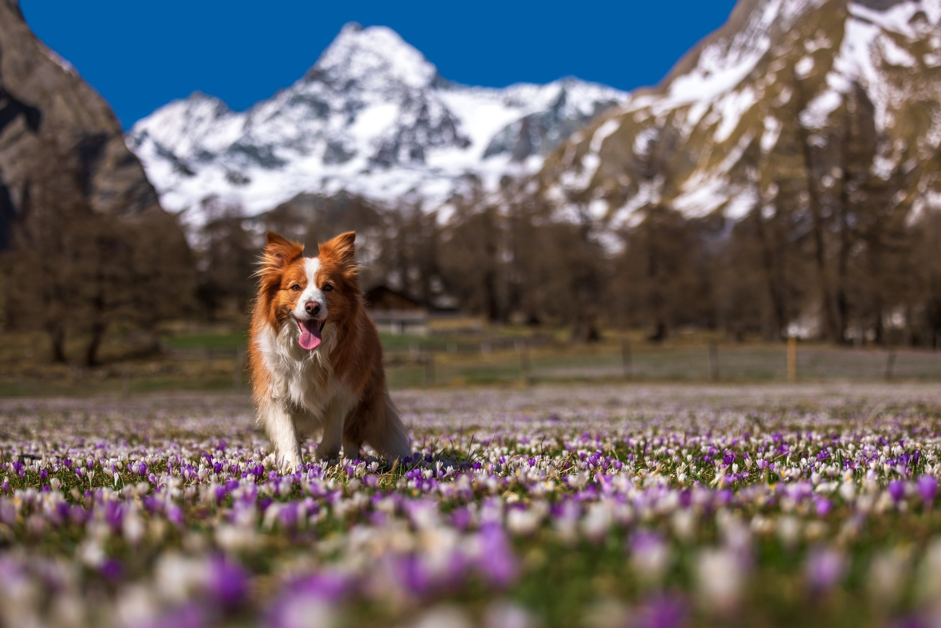 Download Animal Border Collie 4k Ultra HD Wallpaper
