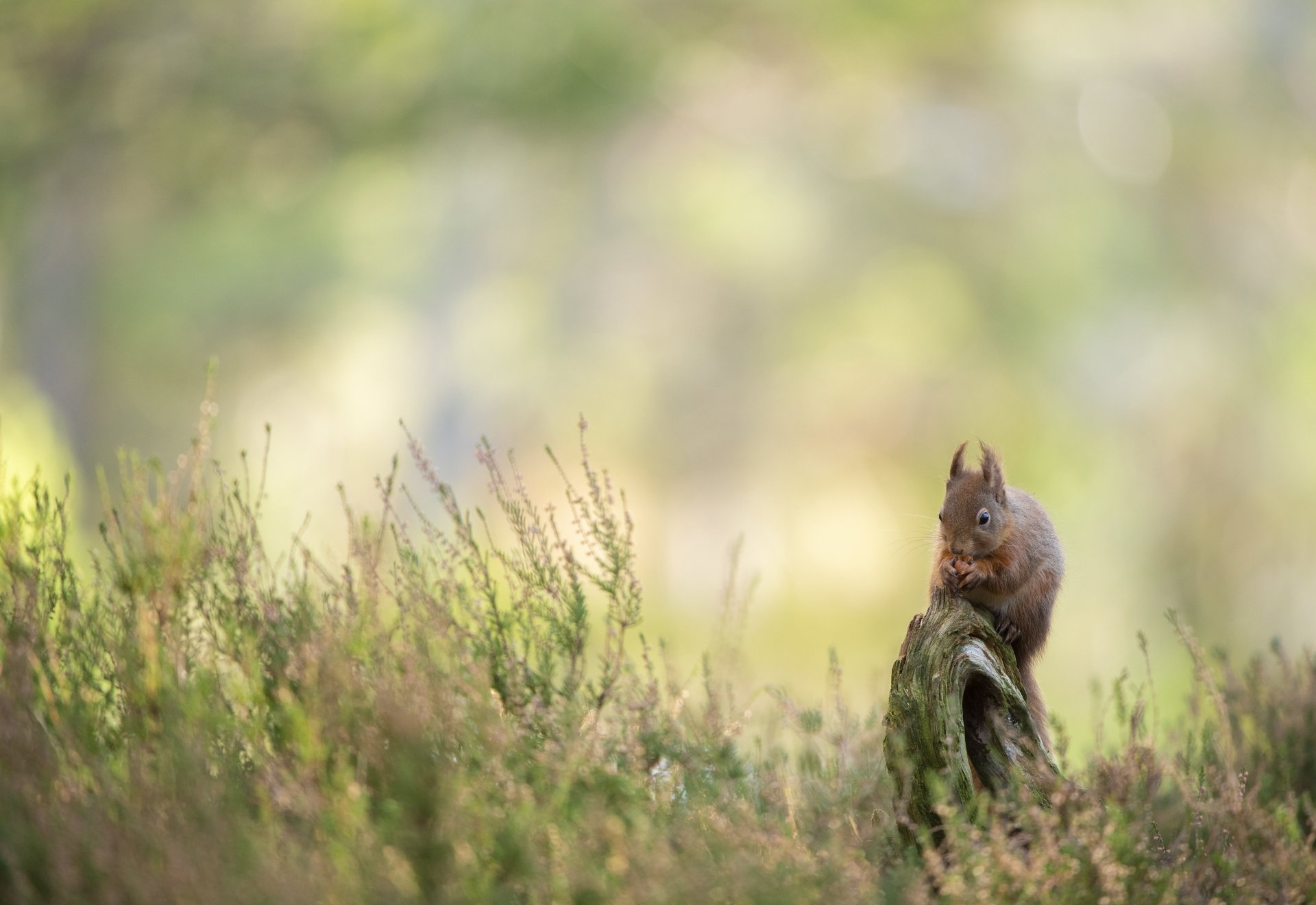 Download Animal Squirrel 4k Ultra HD Wallpaper