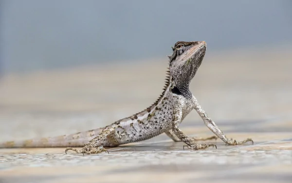 [110+] Lizard 4k Wallpapers