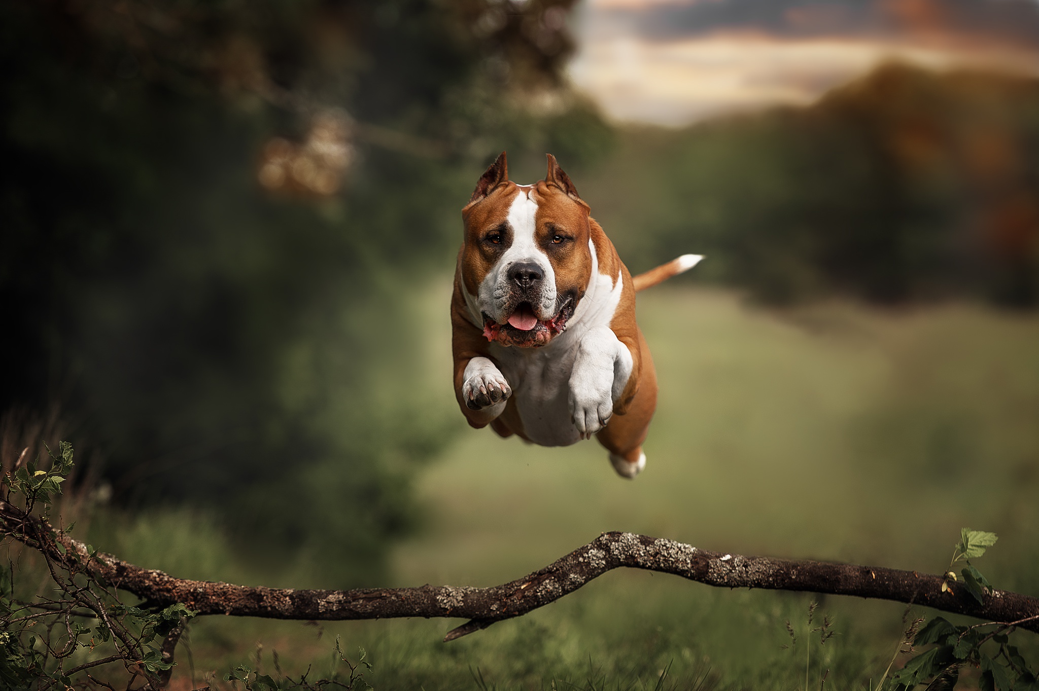 Download Animal Dog HD Wallpaper