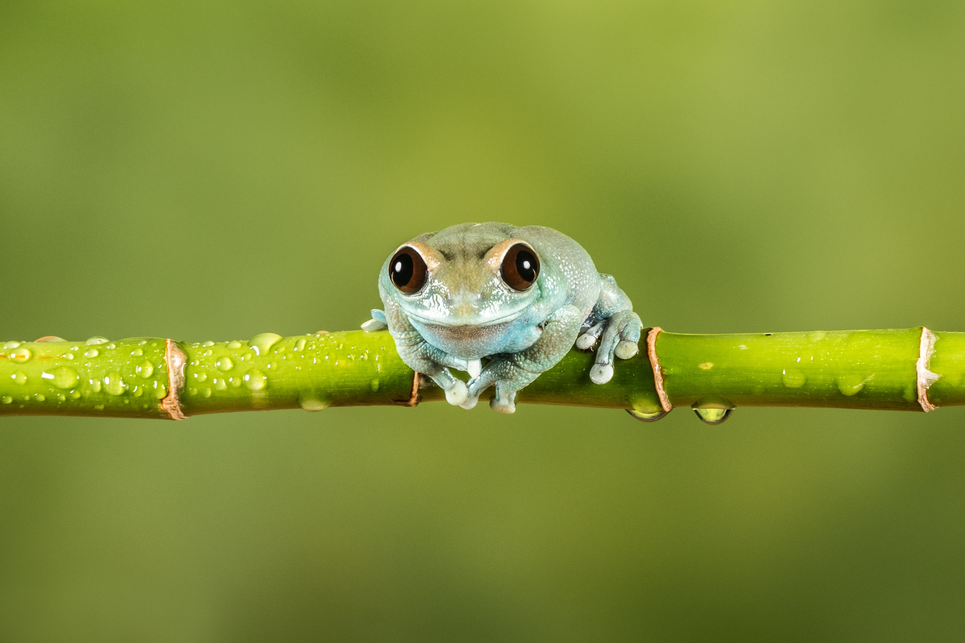Frog HD Wallpaper
