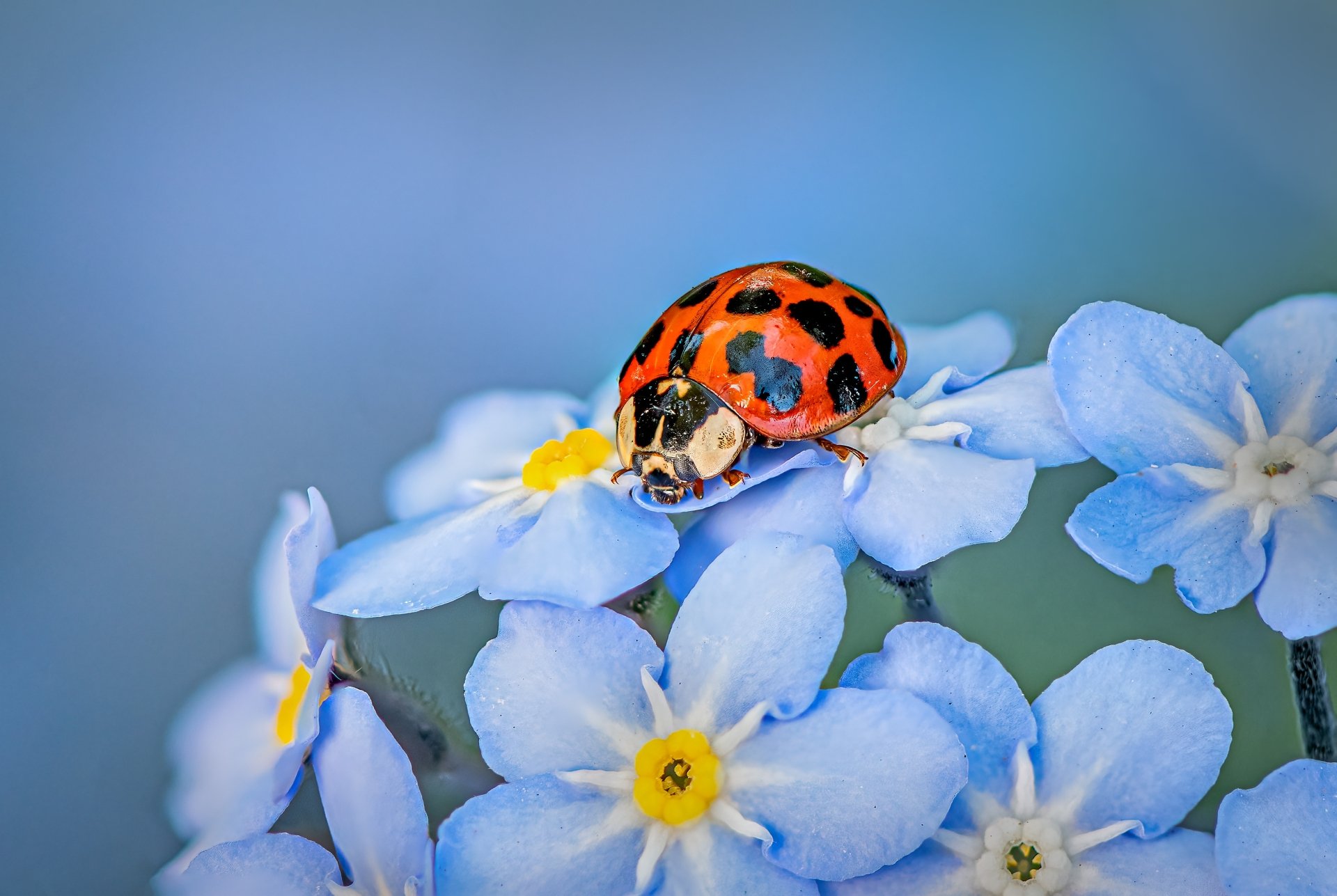 Download Animal Ladybug 4k Ultra HD Wallpaper