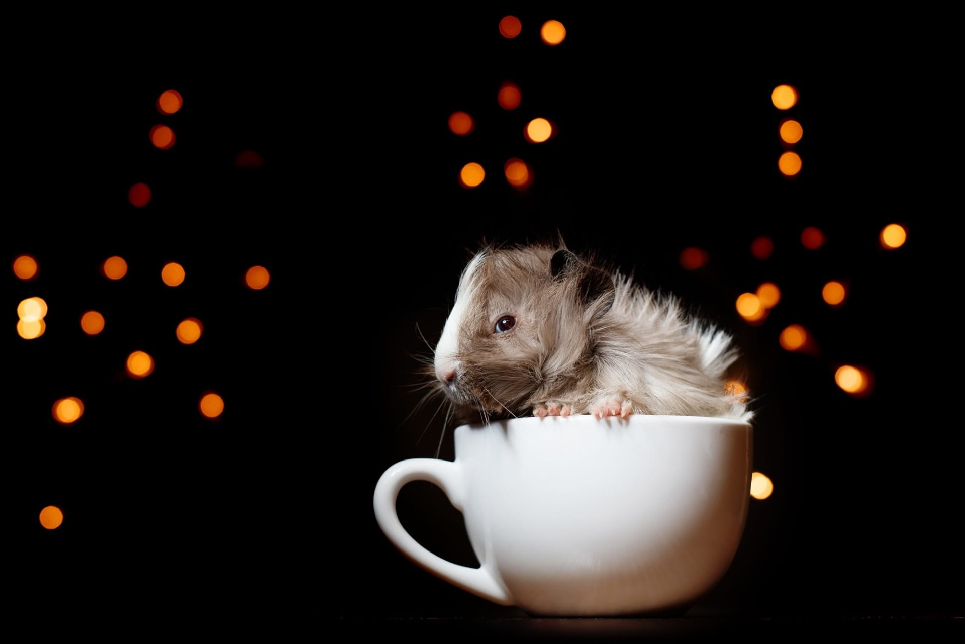 Charming Guinea Pig in a Cup | HD Animal Wallpaper Bliss