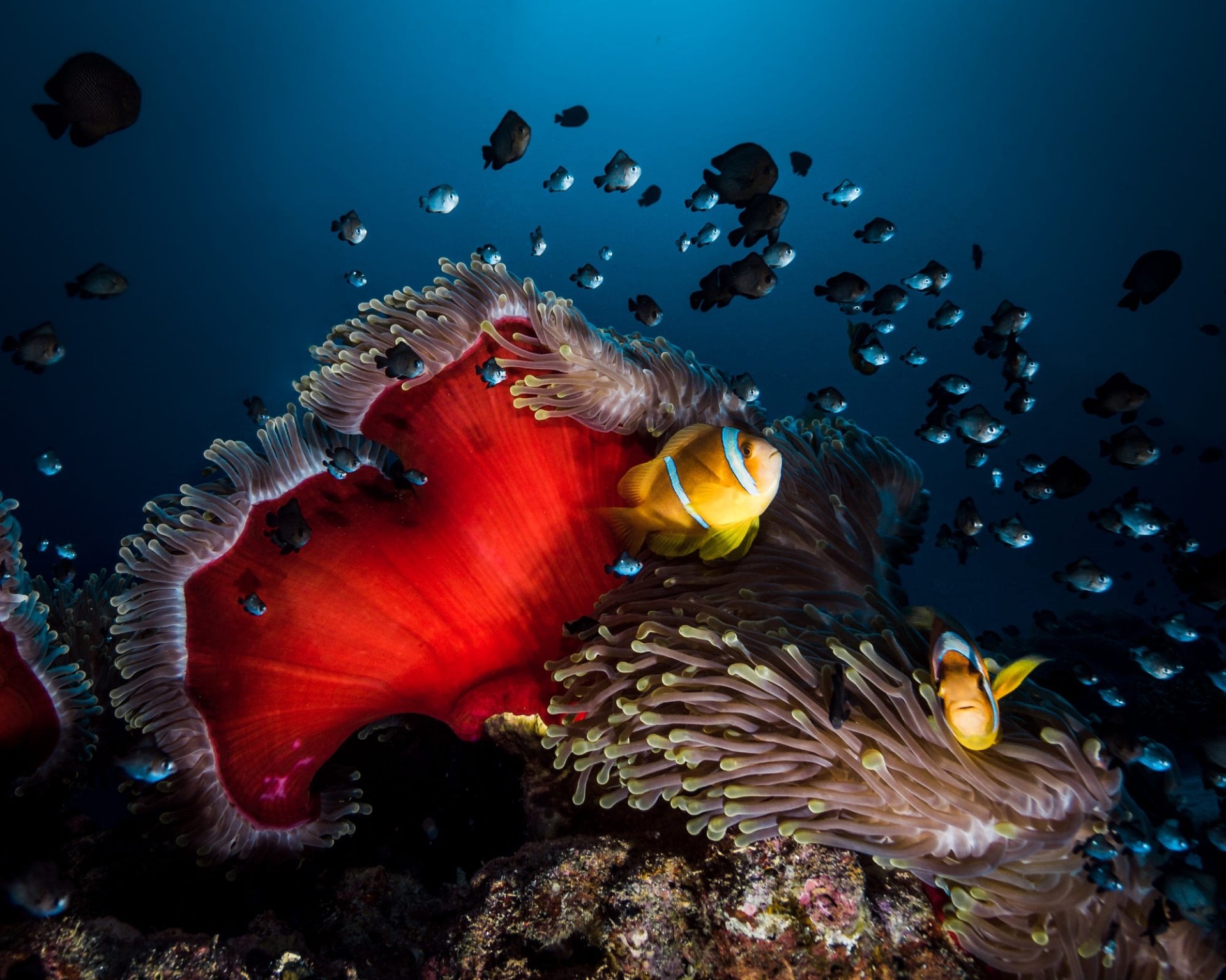 Neon Reef HD — Clownfish & Anemone Wallpaper | 2000x1600 | Wallpaper Abyss