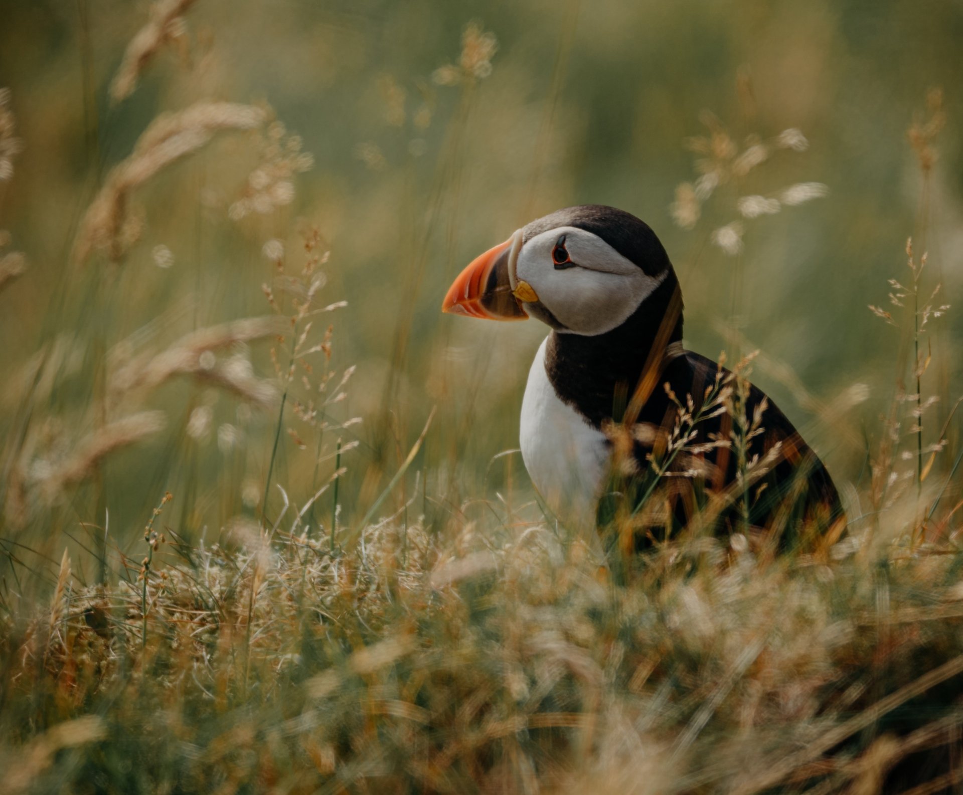 Download Animal Puffin HD Wallpaper | 3326x2745 | Wallpaper Abyss