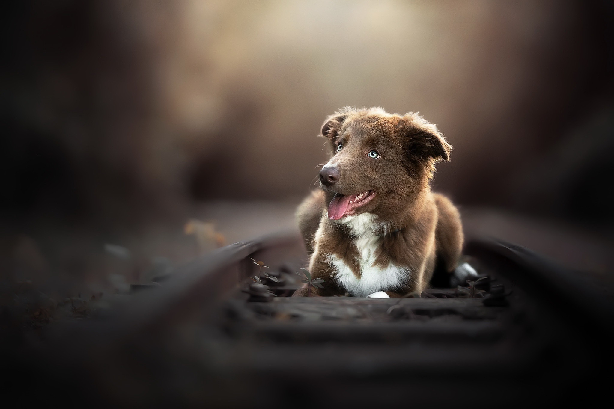 Download Animal Dog HD Wallpaper