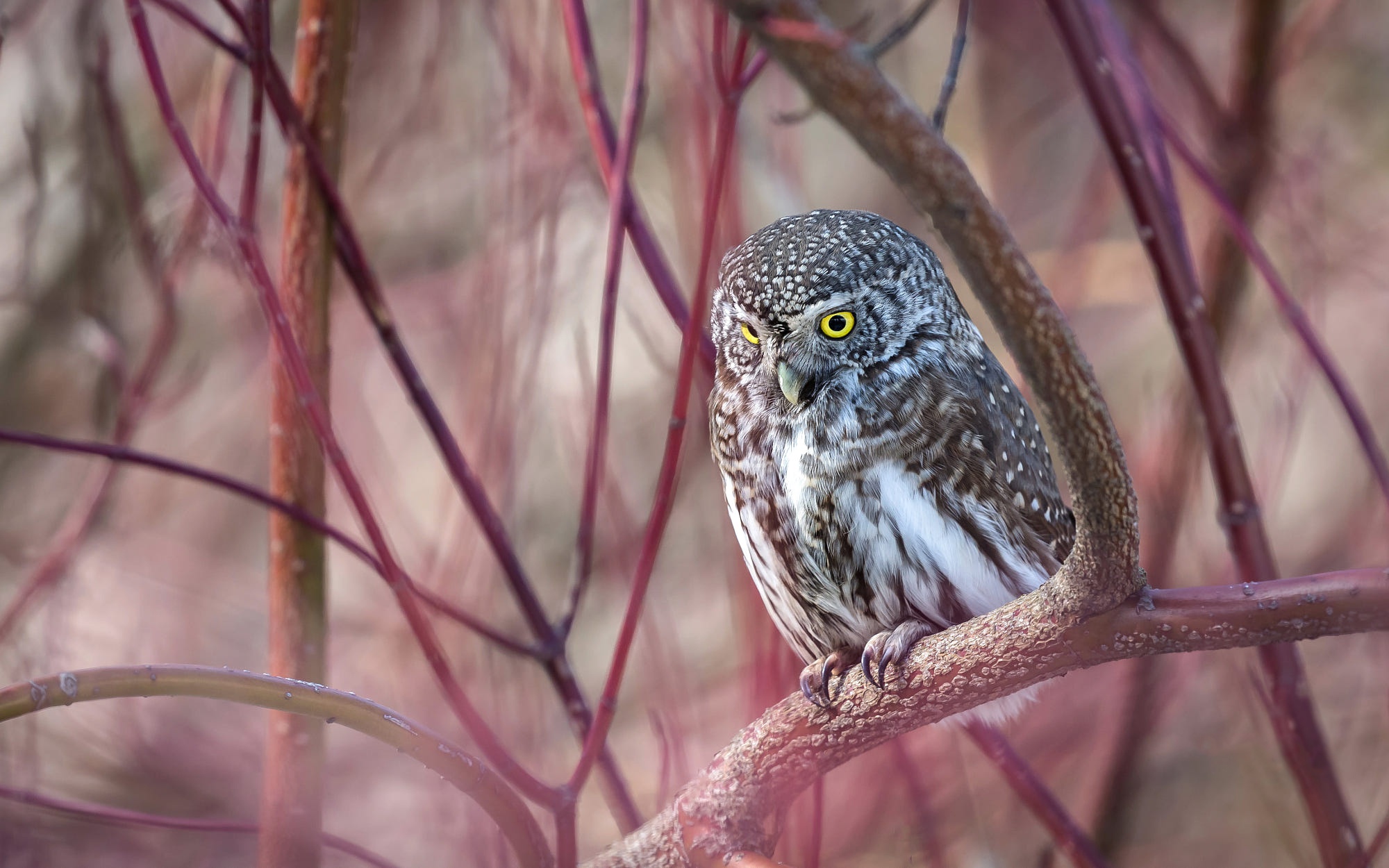 Download Animal Owl HD Wallpaper