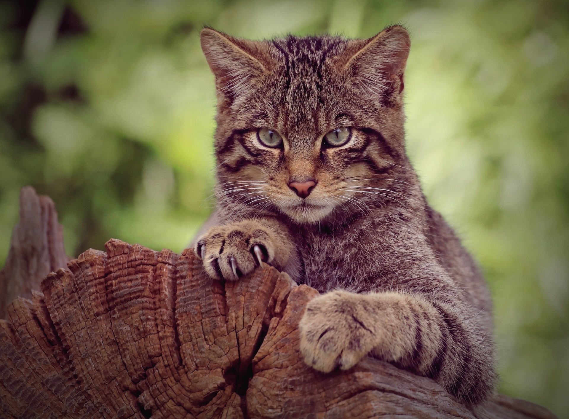 Majestic Forest Tabby — 4K Ultra HD Cat Wallpaper | 5083x3741 ...