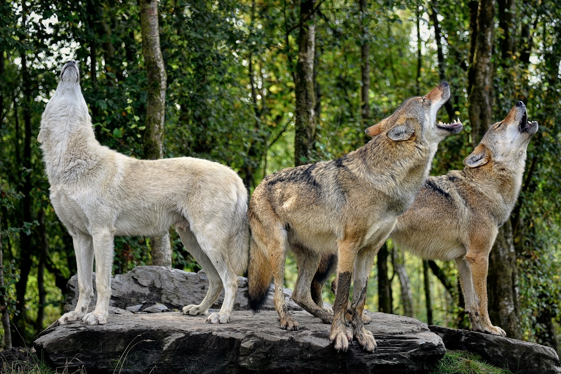 Howling Trio: HD Wolf Pack Wallpaper