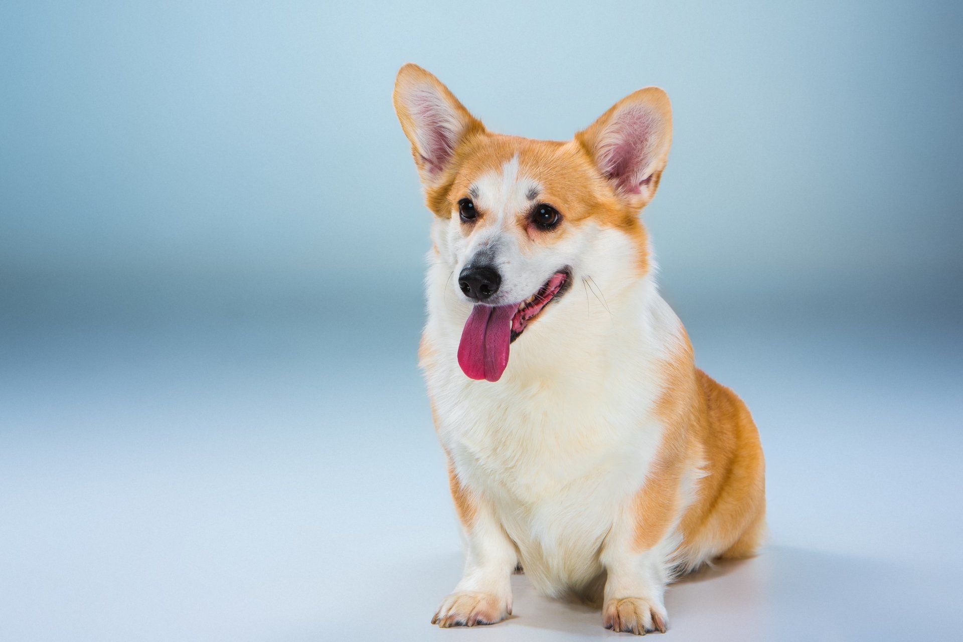 Download Animal Corgi 4k Ultra HD Wallpaper