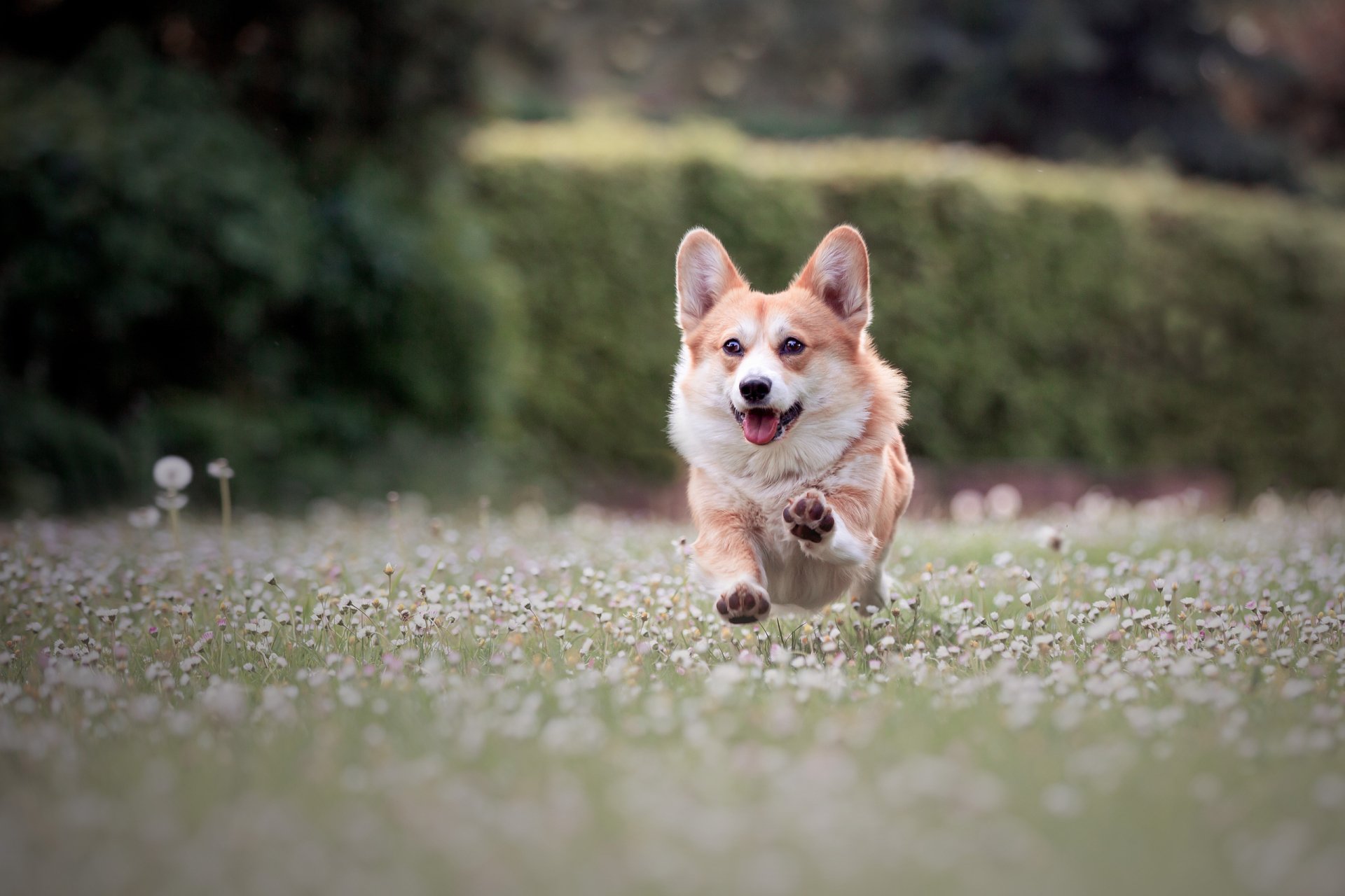 Download Animal Corgi HD Wallpaper