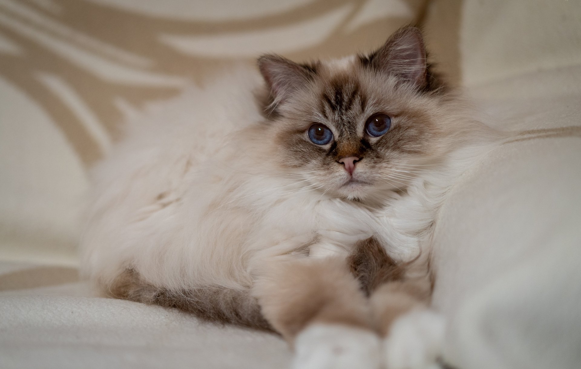 Download Ragdoll Animal Cat HD Wallpaper
