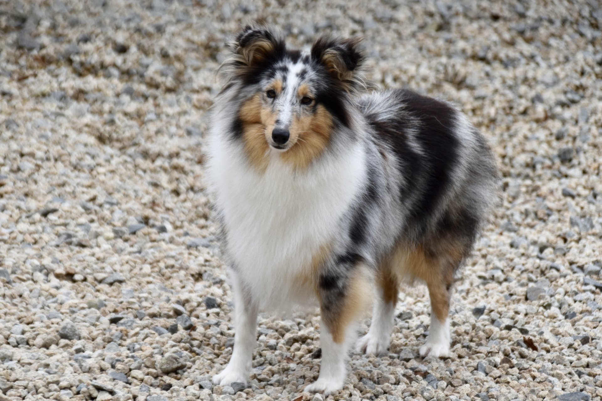 Download Animal Dog 4k Ultra HD Wallpaper by JACLOU-DL