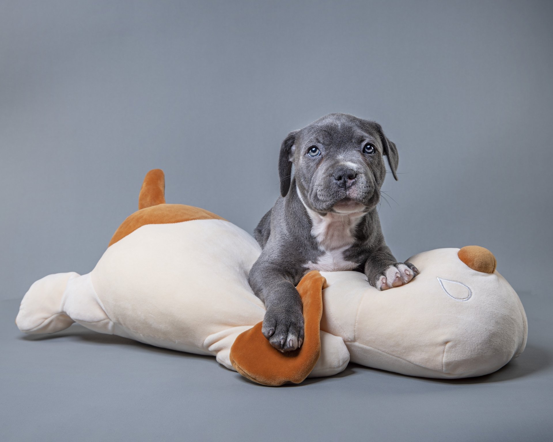 4K Ultra HD Adorable Puppy Snuggles Plush Pal Wallpaper