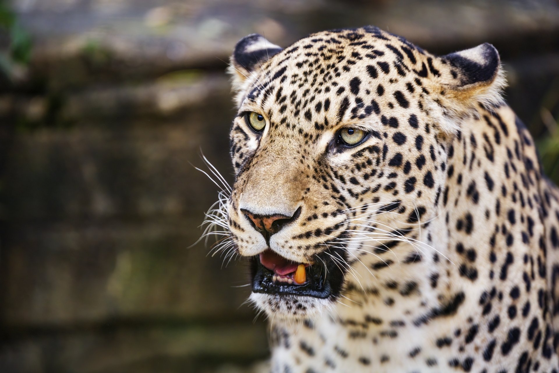 Download Animal Leopard 4k Ultra HD Wallpaper
