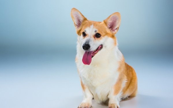 Corgi - Desktop Wallpapers, Phone Wallpaper, PFP, Gifs, and More!
