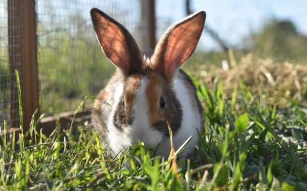 [70+] Rabbit 4k Wallpapers