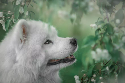 Samoyed - Desktop Wallpapers, Phone Wallpaper, PFP, Gifs, and More!