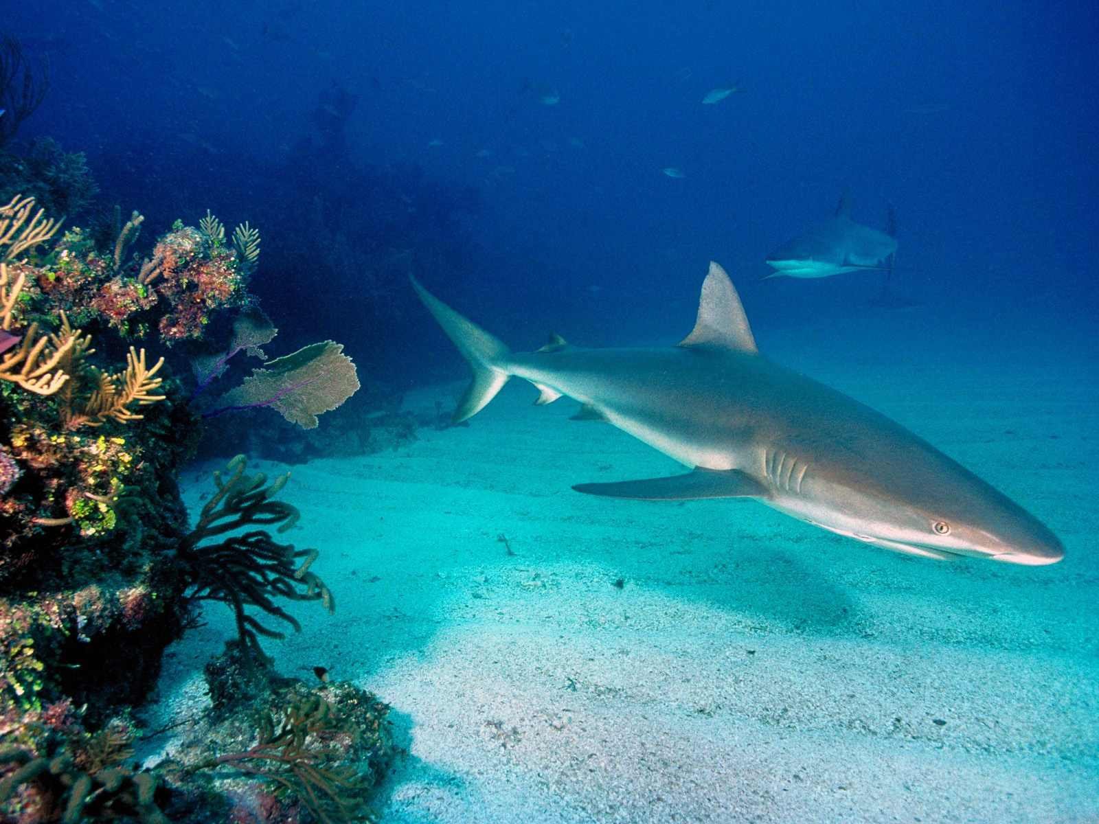 Download Animal Shark Wallpaper