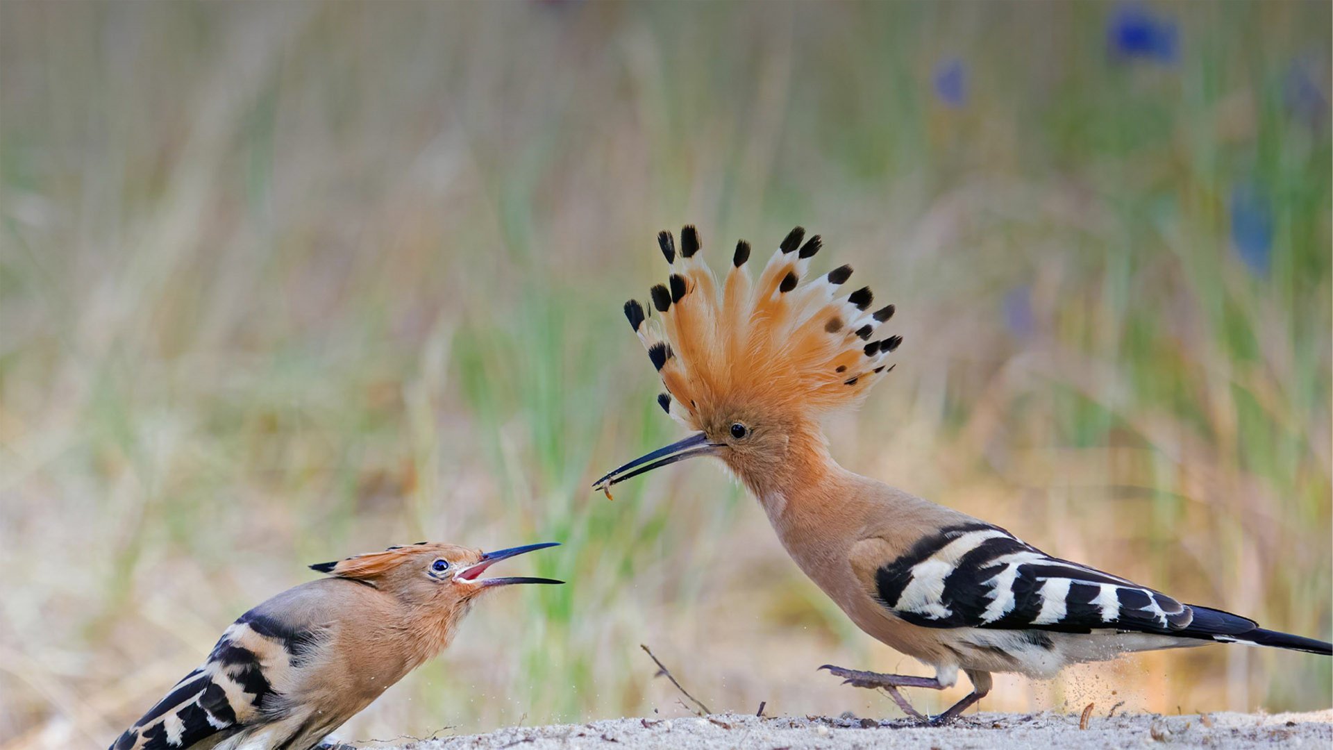 Download Animal Hoopoe 4k Ultra HD Wallpaper