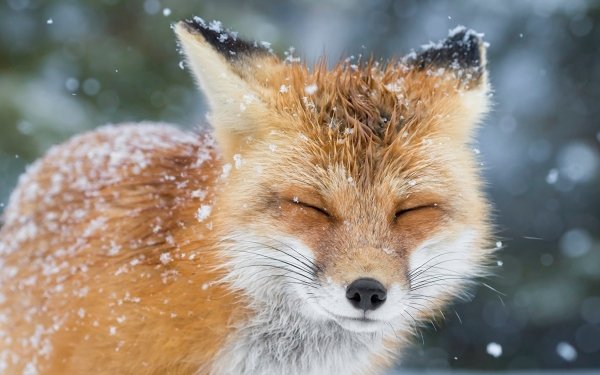 Fox - Desktop Wallpapers, Phone Wallpaper, PFP, Gifs, and More!