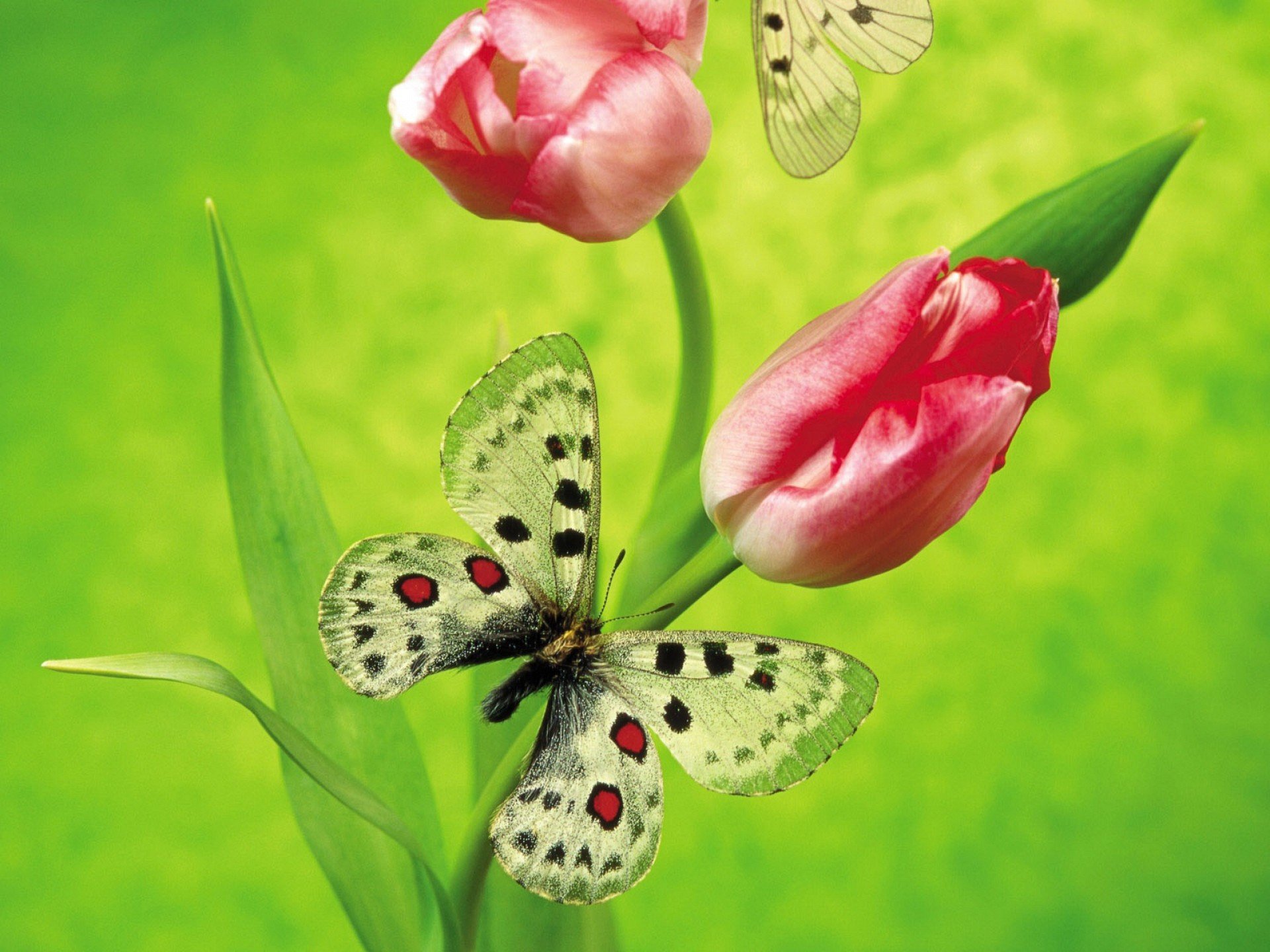 Vibrant Tulip & Butterfly: Stunning HD Animal Wallpaper