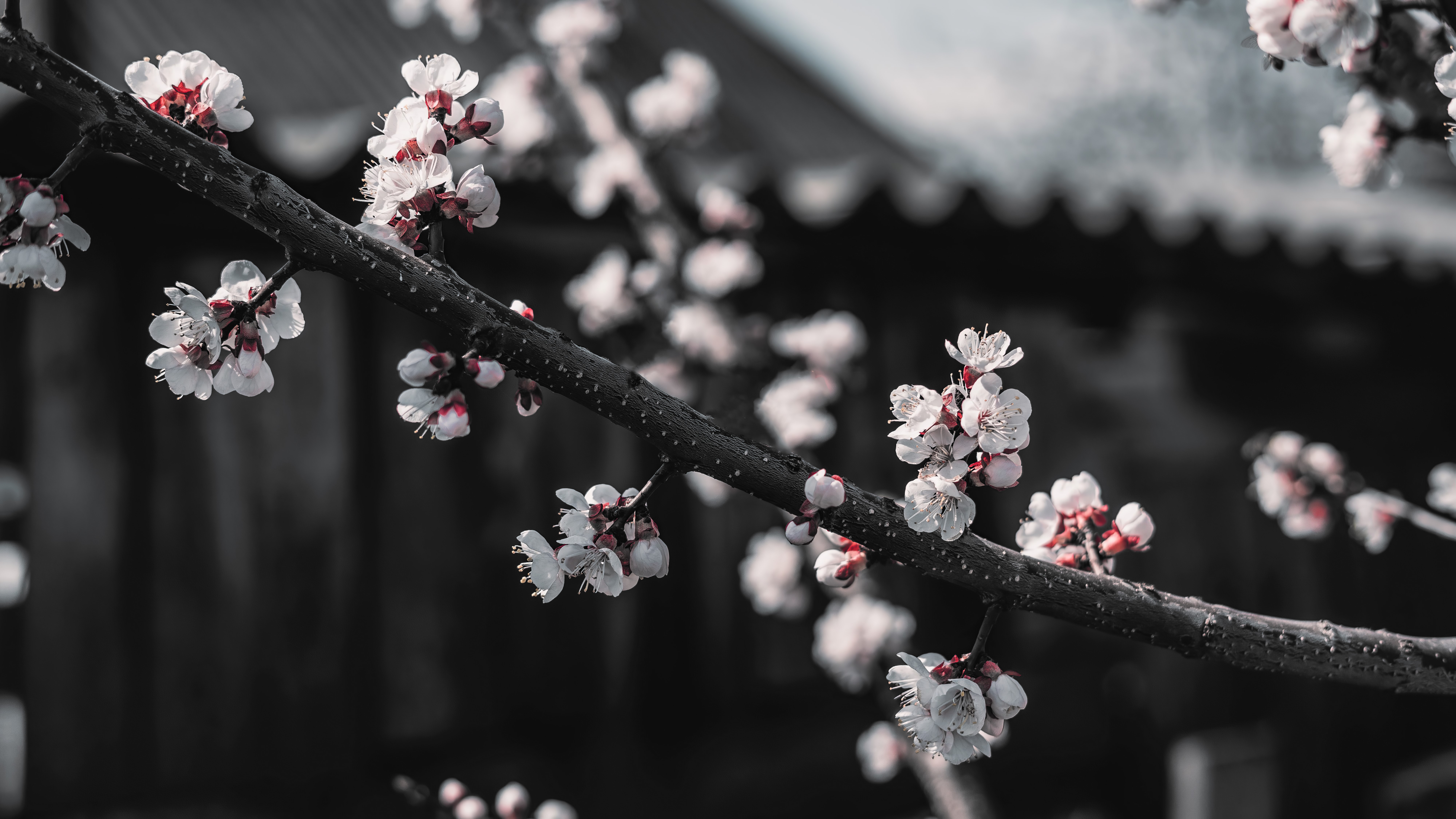8K Ultra HD Cherry Blossom Elegance: Stunning Floral Serenity Wallpaper