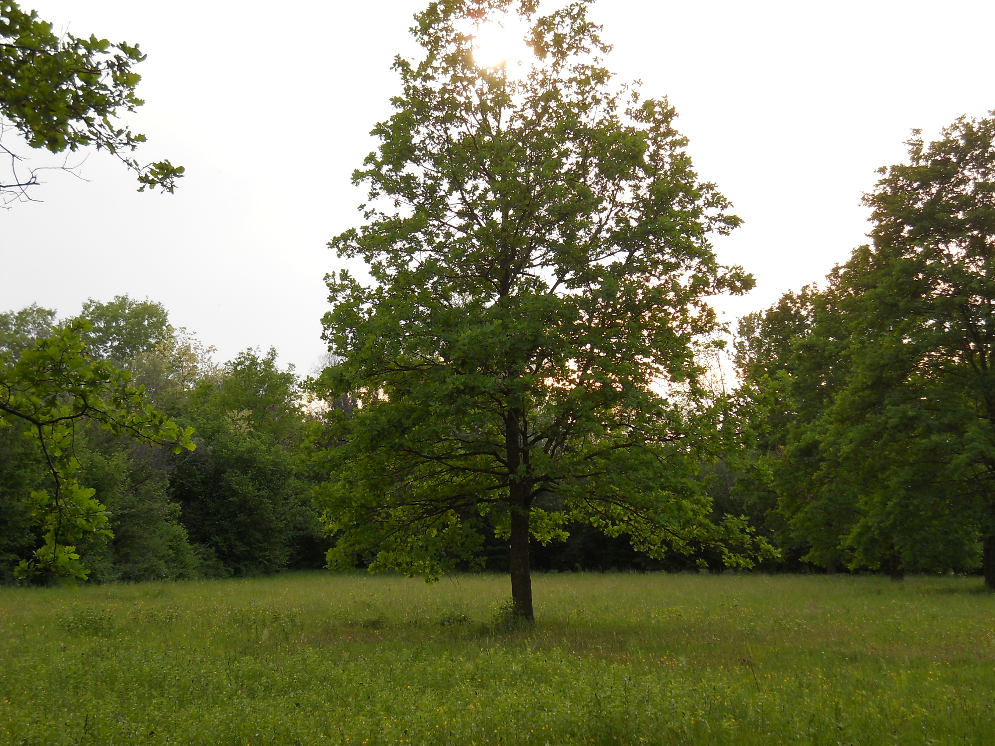 Mikevero by mikevero