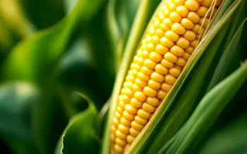 Corn Wallpapers Fresh Desktopwallpapers