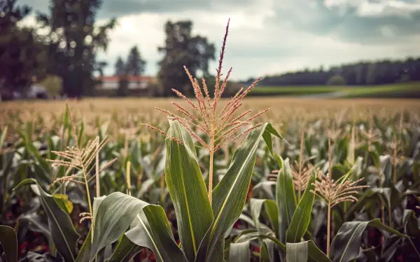 [10+] Agriculture 4k Wallpapers