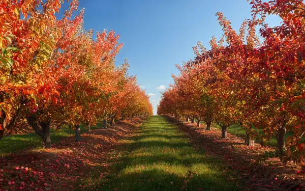Autumn Apple Orchard — 4K Ultra HD Wallpaper by robokoboto