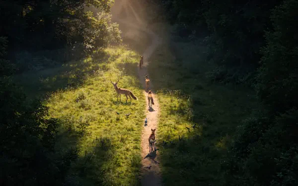 Sunlit Deer Trail — 4K Ultra HD Wallpaper by QuantumCurator | 4608x2592 ...