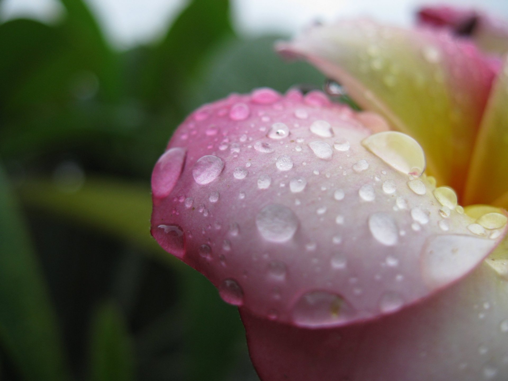 Dewy Flower by Eislehc