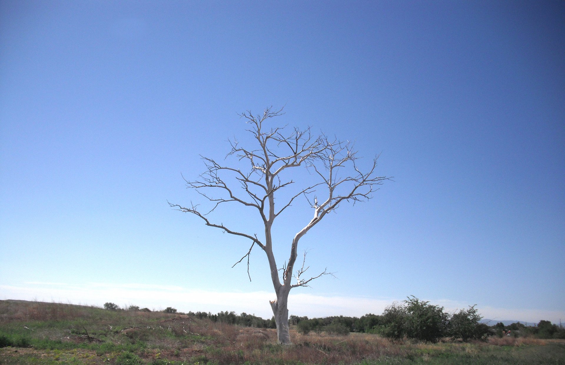 Charyou Tree Wallpapers