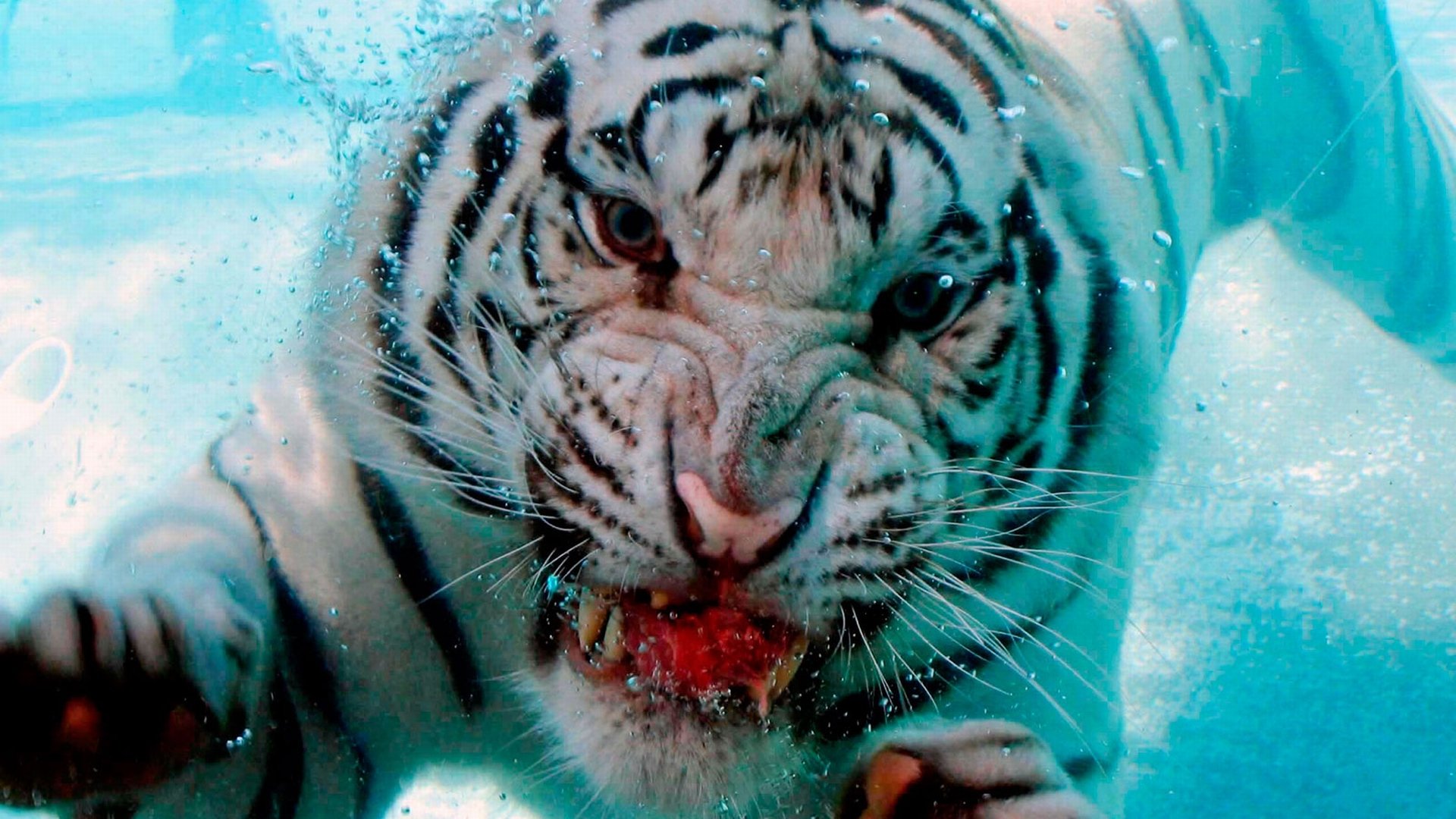 Majestic White Tiger Underwater: Stunning HD Animal Wallpaper