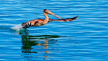 Pelican - Desktop Wallpapers, Phone Wallpaper, PFP, Gifs, and More!