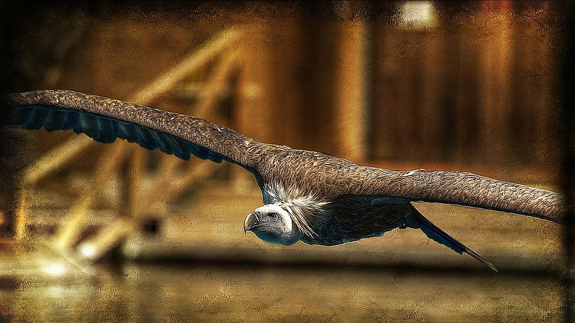 Majestic Vulture in Flight | Stunning HD Animal Wallpaper
