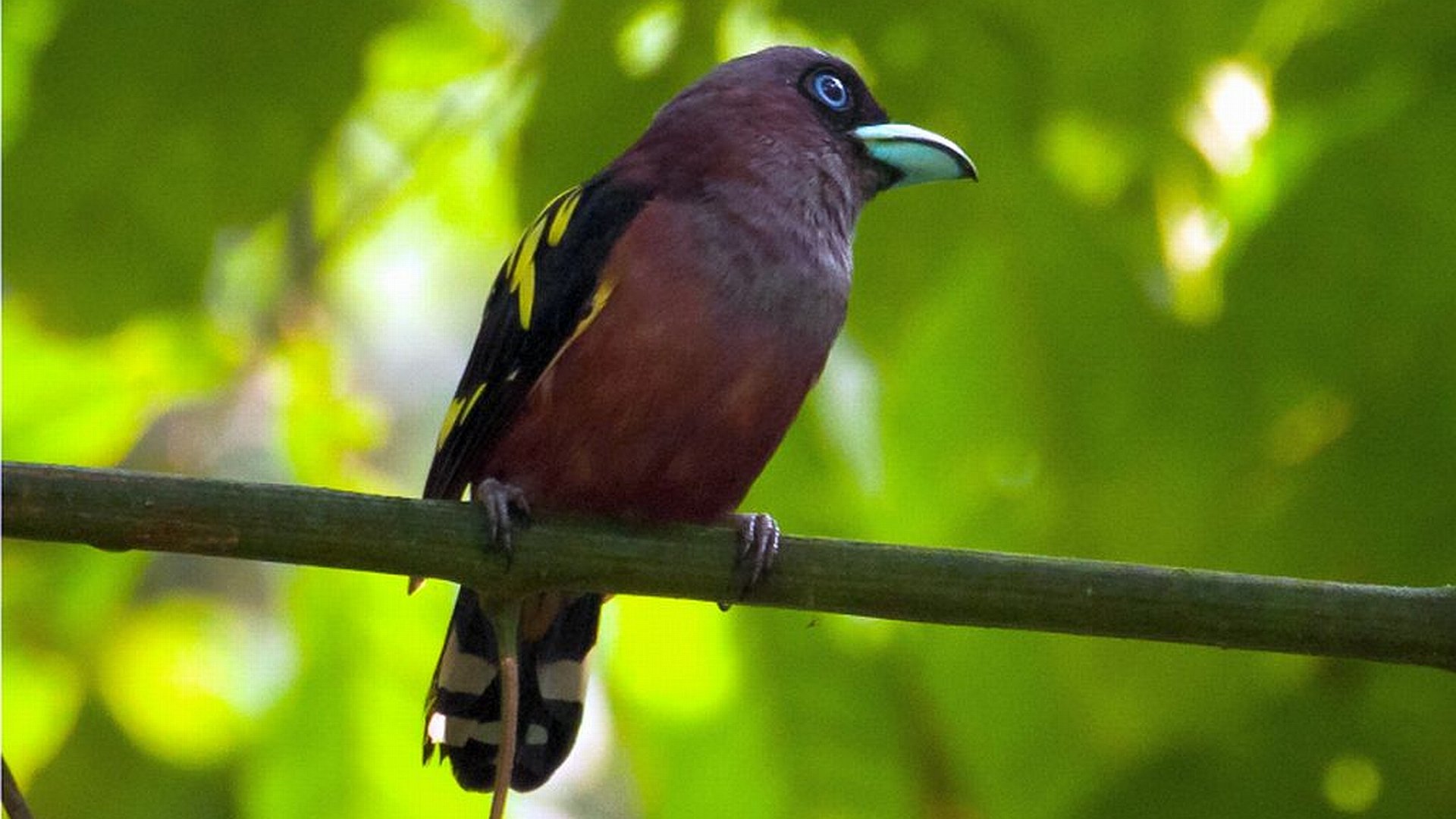 Download Animal Bird HD Wallpaper