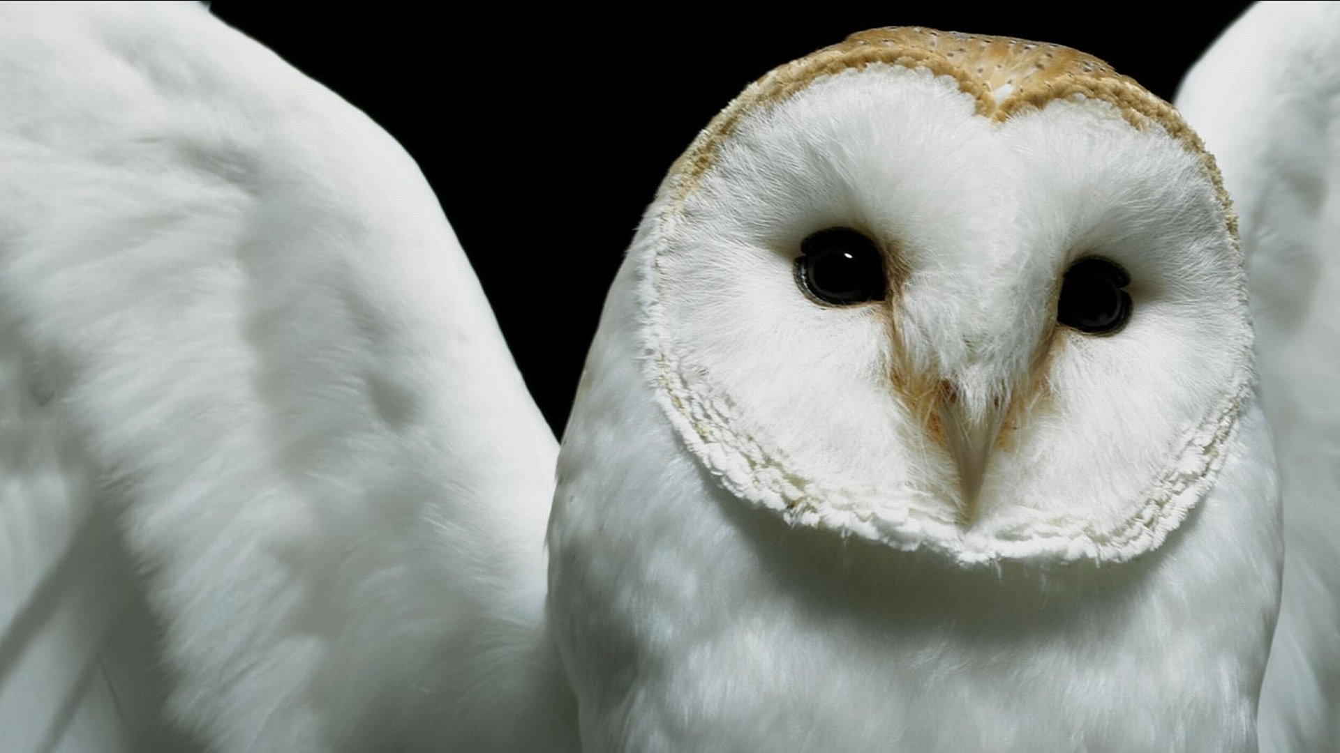 Stunning Barn Owl HD Wallpaper: Nature's Majestic Beauty