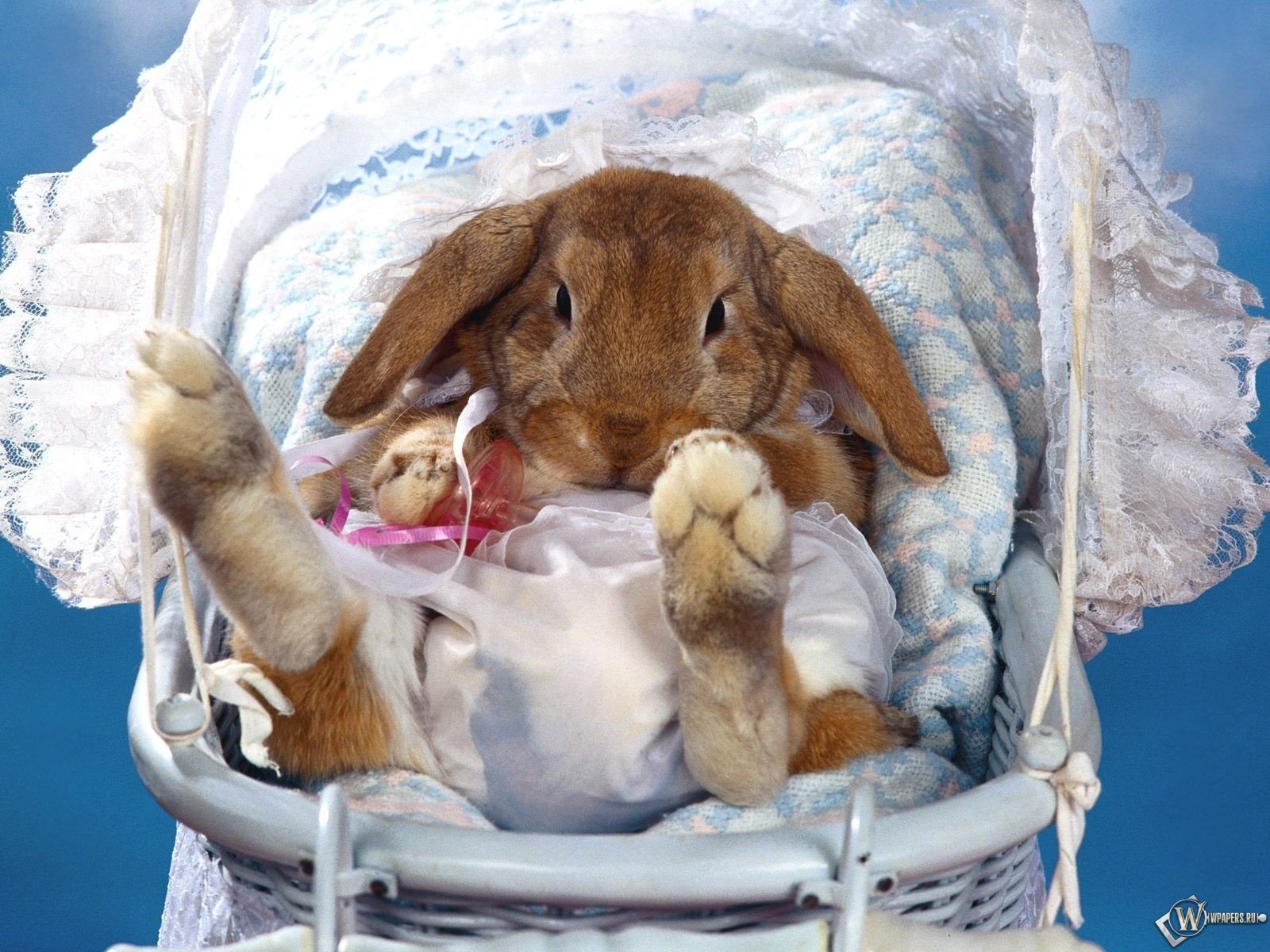 Adorable Bunny HD Wallpaper – Cozy Rabbit Moments in Stunning Detail