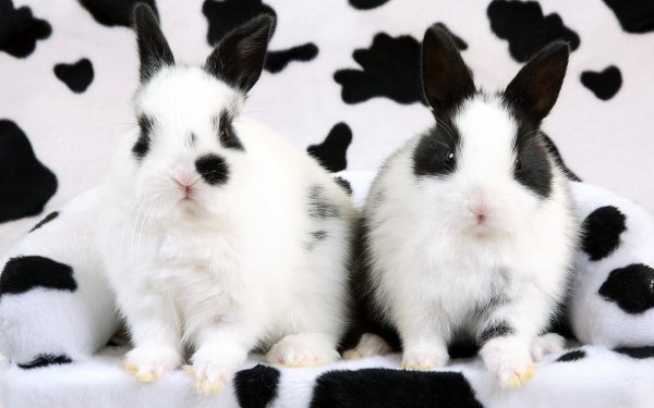 The Black Mustache Rabbits HD Wallpaper | Background Image | 1920x1200