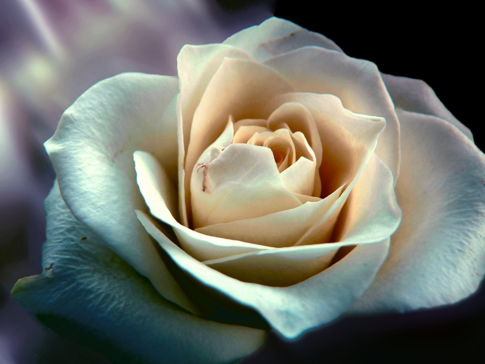 Download Flower Nature Rose HD Wallpaper | 3648x2736 | Wallpaper Abyss