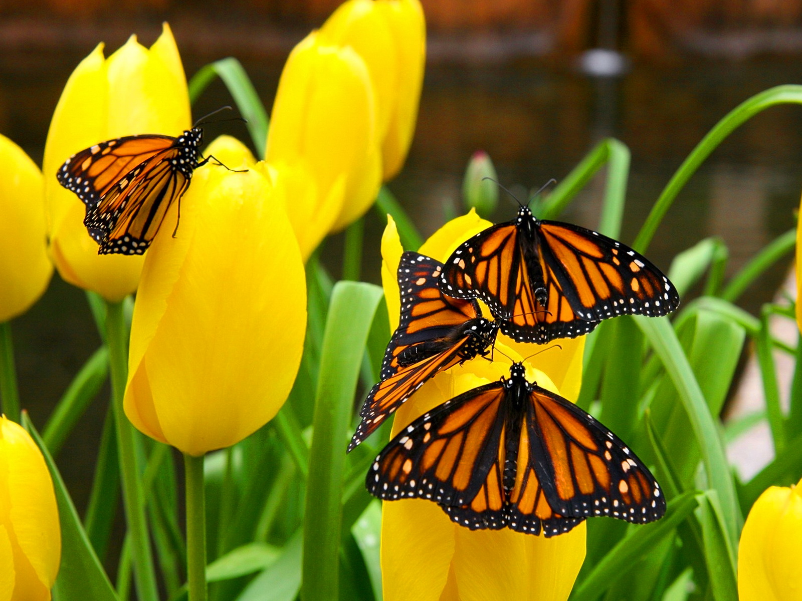 Download Animal Butterfly Wallpaper