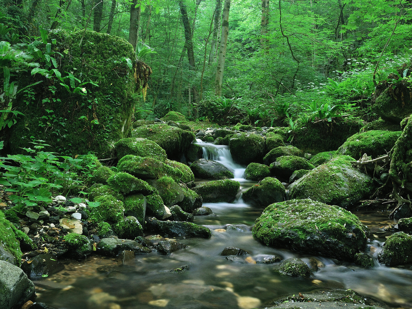 Download Nature Stream Wallpaper