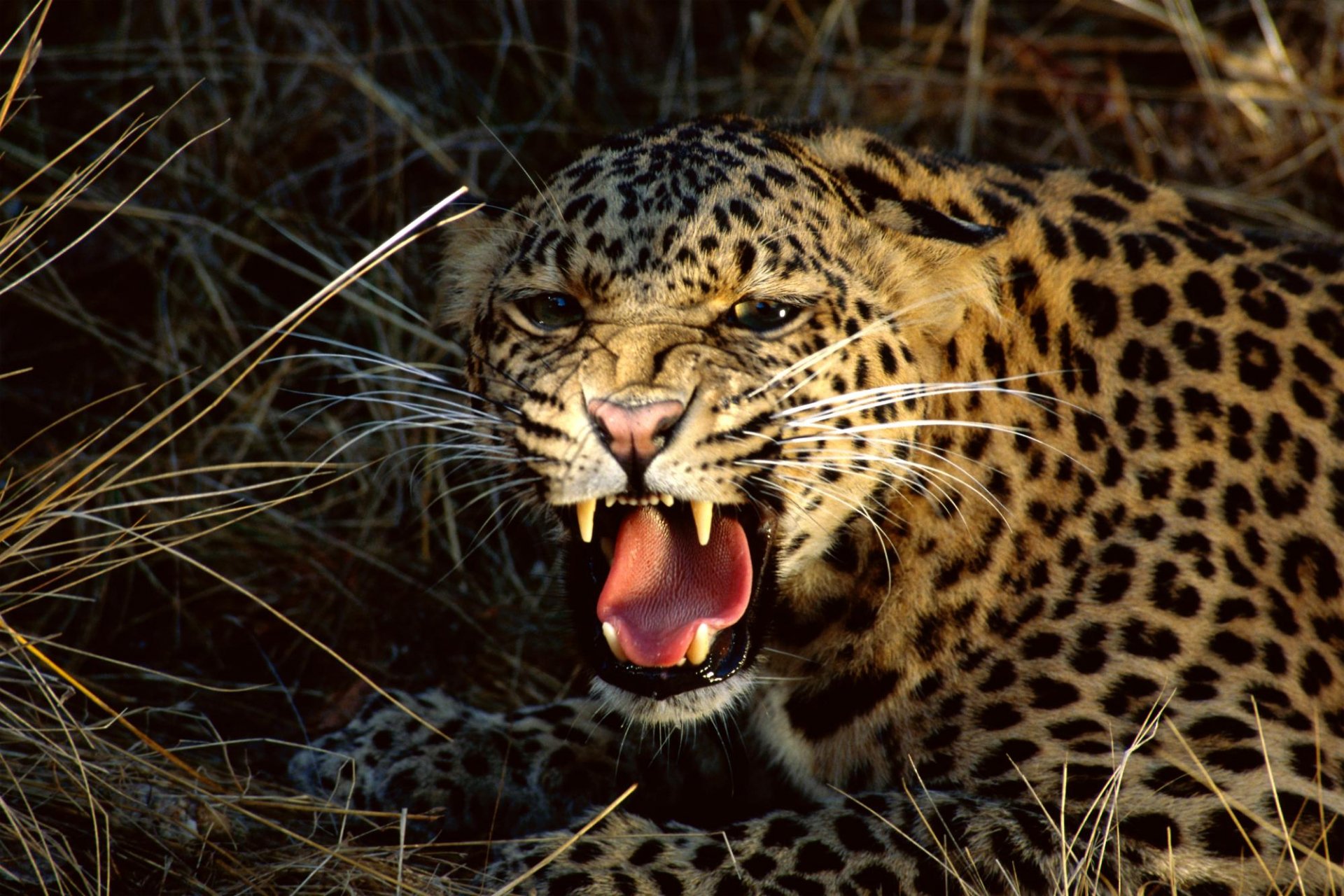 Download Animal Leopard HD Wallpaper