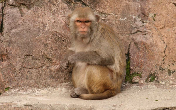 [80+] Monkey 4k Wallpapers