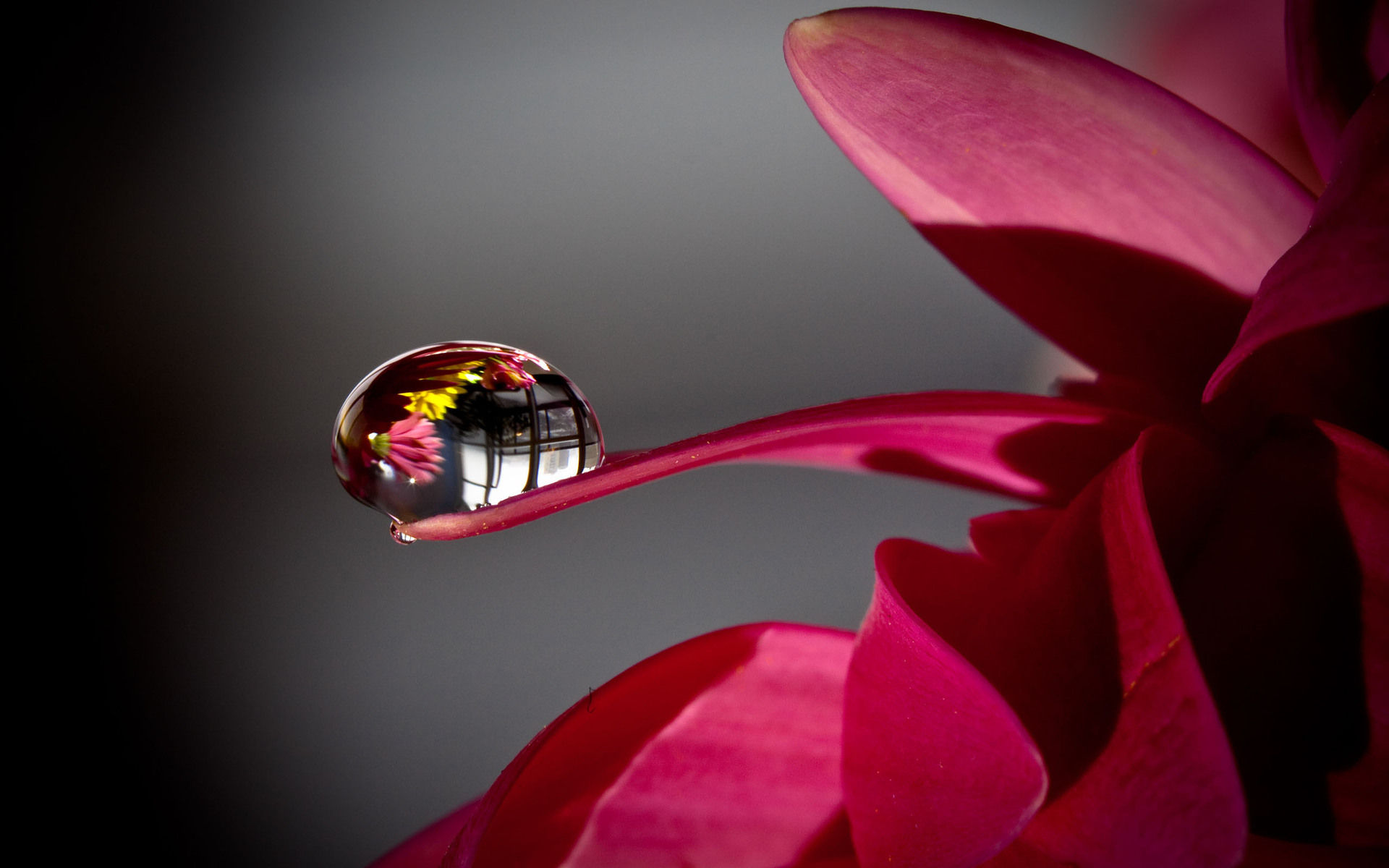 HD Wallpaper: Nature's Beauty in a Water Drop