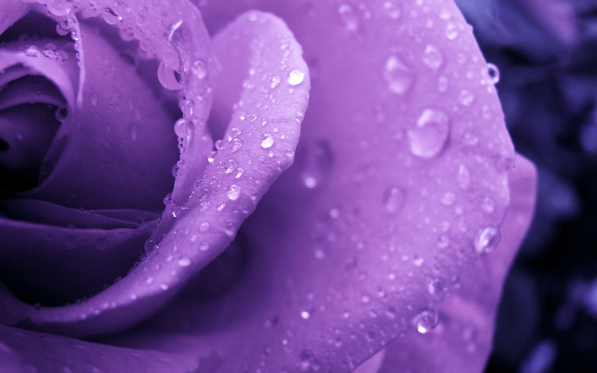 Download Water Drop Flower Nature Rose HD Wallpaper
