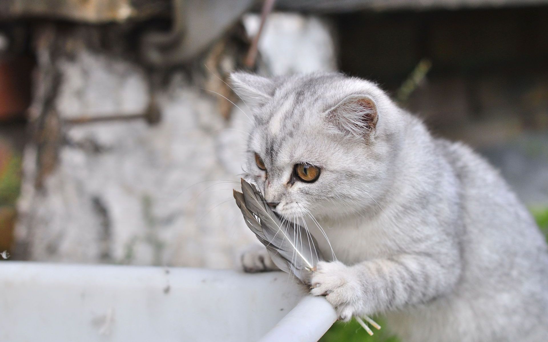 Charming Cat HD Wallpaper: A Playful Moment with Feathers