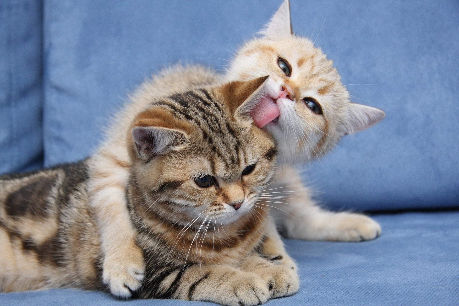 Adorable Cats HD Wallpaper: Sweet Moments Together